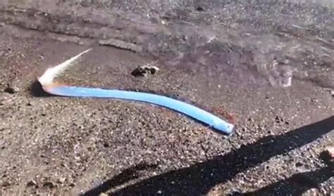 Ιαπωνία Προάγγελος καταστροφών το σπάνιο ψάρι που ξεβράστηκε στην ακτή