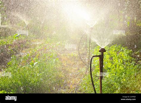 Vegetable Garden Irrigation Farm Of Lettuce And Beetroot In Brazil