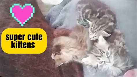 Super Cute Kittens Youtube