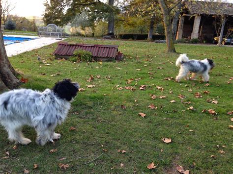 An Absolutely Wonderful Scots Adventure Feigned Deafness