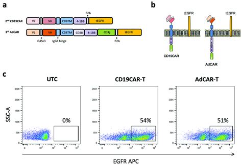 Design And Expression Profile Of Second Generation Cd19car And