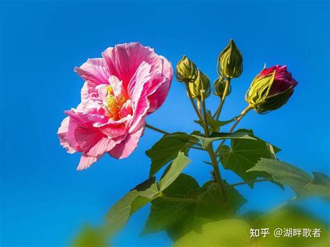 王维诗《辛夷坞》赏析 知乎