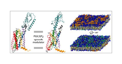 Lipid Modulation Of A Class B Gpcr Elucidating The Modulatory Role Of Pi45p2 Lipids
