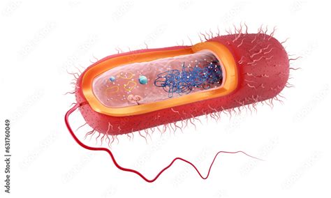 Anatomy Of A Rod Shaped Gram Positive Bacteria Cross Section 3d