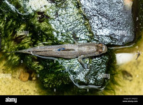 The Barred Mudskipper Periophthalmus Argentilineatus Or Silverlined