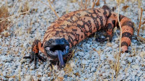 Man Dies After Bite From Pet Gila Monster A Venomous Lizard Illegal To