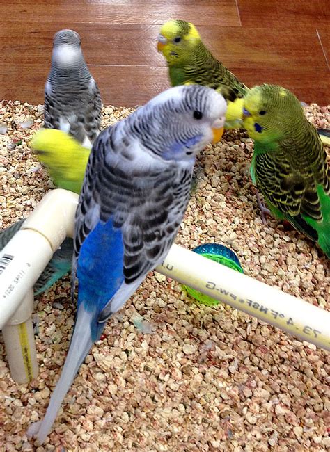 Free Picture Budgie Parakeets Melopsittacus Undulates Common Parakeet