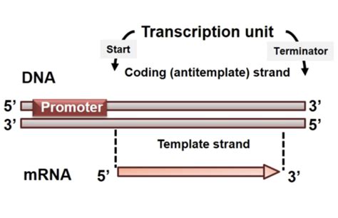 39 40 Transcription Rna Processing And Gene Expression Control Flashcards Quizlet