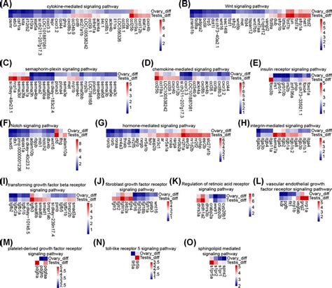 the expression heatmap of the genes for each signaling pathway in fig