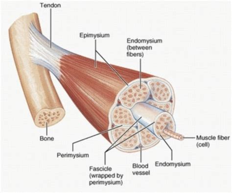 Exam 2 Material Flashcards Quizlet