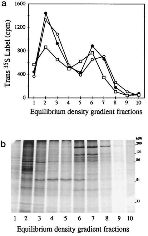 Purification Of Ccvs On Ficoll 2 H 2 O Equilibrium Density Gradient Download Scientific