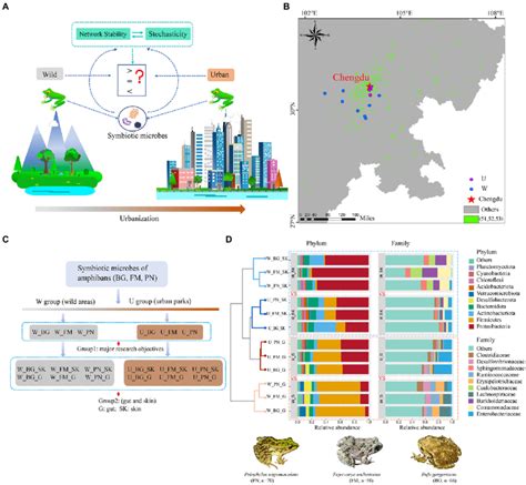 Community Composition Of Microbes Of Amphibians In The Urban Parks And