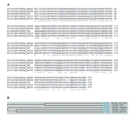 A Multiple Sequence Alignment Analyses Show That Odam Shares Sequence