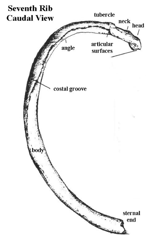 Anth 327 Ribs Diagram Quizlet Anth 327 Ribs Diagram Quizlet