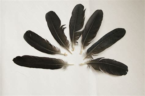 Real Raven Corvus Corax Feathers Price For One Etsy Crow Feather