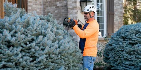 What Is The Difference Between Tree Trimming And Tree Pruning