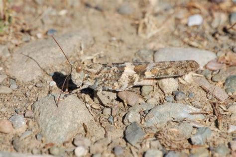 Chapulín De Alas Pálidas Trimerotropis Pallidipennis Burmeister