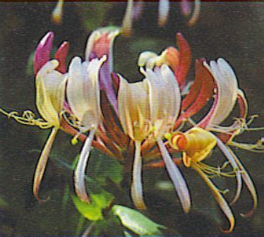 Climbing Plant Info