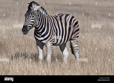 Zebra Di Burchell Equus Quagga Burchellii Burchells Zebra Stock