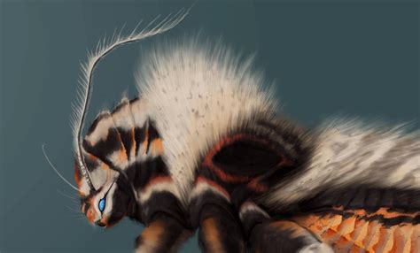 My Mv Mothra Redesign R Godzilla