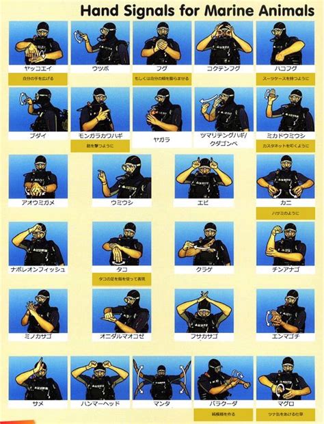 【ガイド必見 】生物紹介ハンドシグナルがシュールな件。 だいがく Scuba Diving Quotes Scuba Diving Scuba Diving Photography