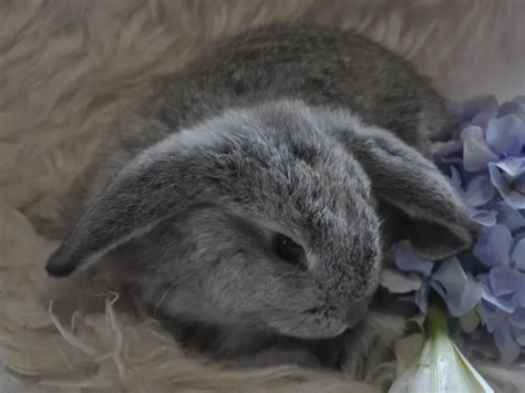 Chinchilla Minilop Mouse House