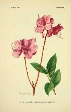 Rhododendron Macrophyllum Washington State Flower Flower Drawing