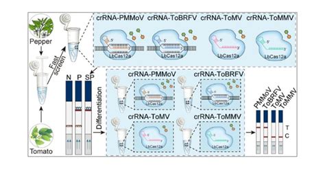 Ahmad Jewehan Phd On Linkedin One Step Reverse Transcription Recombinase Aided Amplification
