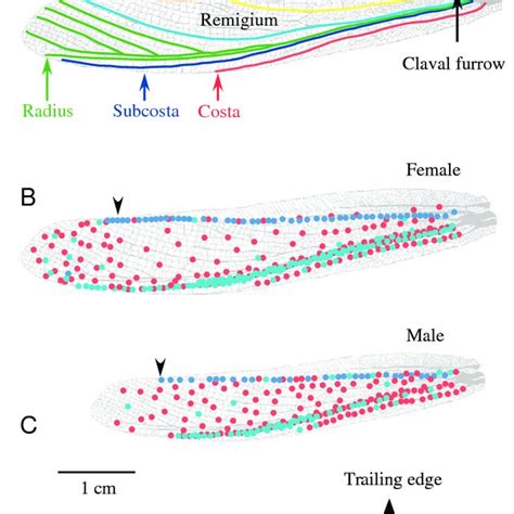 Schematic Representation Of The Average Distribution Of Trichoid Hairs