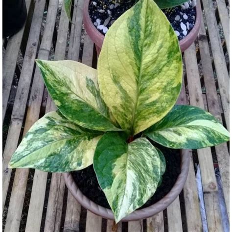 Jual Promo 2bibit Biji Antorium Jemani Kobra Batik Varigata Rare