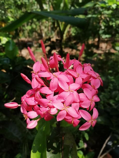Ixora R Gardening