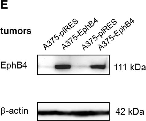 Human Ephb4 Antibody Af3038 Randd Systems