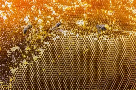How Do Bees Make Honeycomb Step By Step With Diagram 🐝