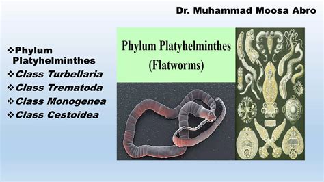 Phylum Platyhelminthes Examples With Names