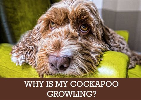 Cockapoo Growling And Biting Adults And Puppies Cockapoo Hq