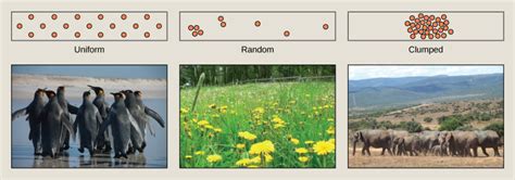 Population Density Biology