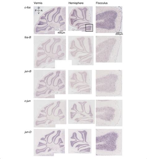 Expression Patterns Of Eight Iegs In The Cerebellum Of Naive Mice