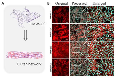 Food Components Affecting The Gluten Network Of Noodles Formed By