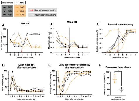 Po 05 203 Aav6 Mediated Gene Transfer Of Hcn1 ΔΔΔ Generates More Potent
