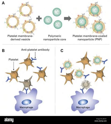 Schematic Of Platelet Membrane Coated Nanoparticles Pnps For The
