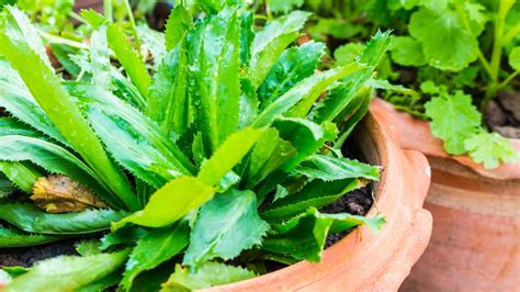 How To Plant Grow And Care For Culantro