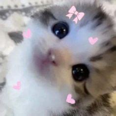 Gatitos Para Foto De Perfil