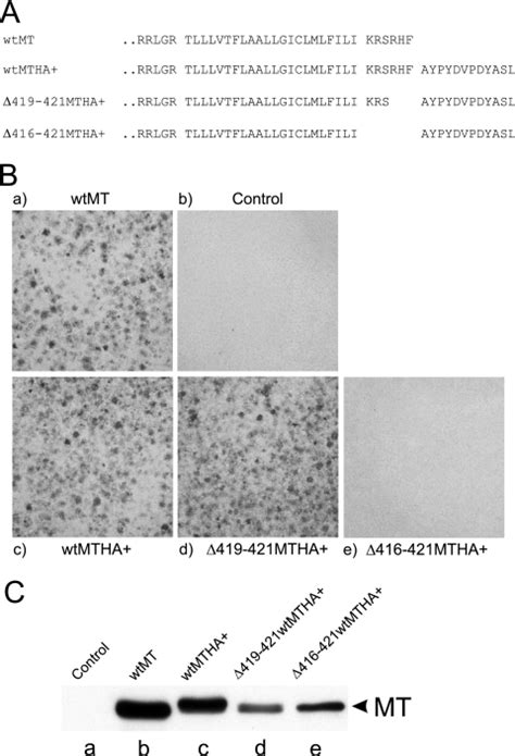 Polyomavirus Middle T Antigen Is A Transmembrane Protein That Binds Signaling Proteins In