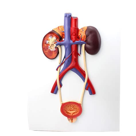 Buy Urinary System Model Ureter Bladder Urethra Model Renal Anatomy Model For Medical