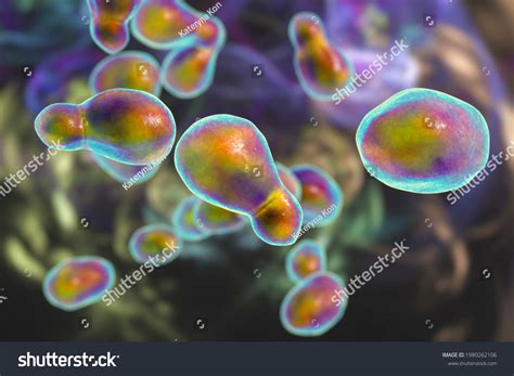 Pathogenic Yeast Fungus Cryptococcus Neoformans That Stock Illustration