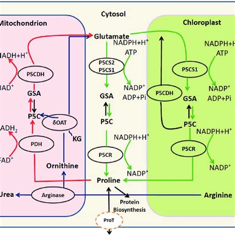 Pdf Proline A Key Regulator Conferring Plant Tolerance To Salinity