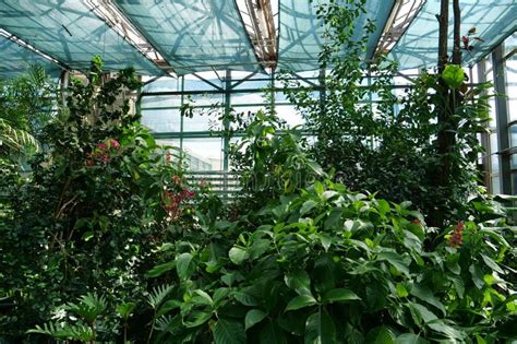 Green Young Plants In Hothouse Ensuring Survival Of Rare Plant Species