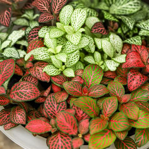 Fittonia Nerve Plant Fittonia Species Mygardenlife