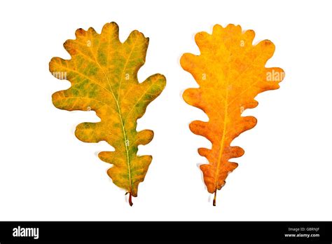 Autumn Leaves Of Oak Tree Isolated On White Background With Clipping