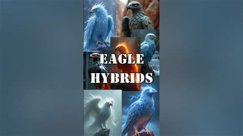 Eagle Hybrids Youtube